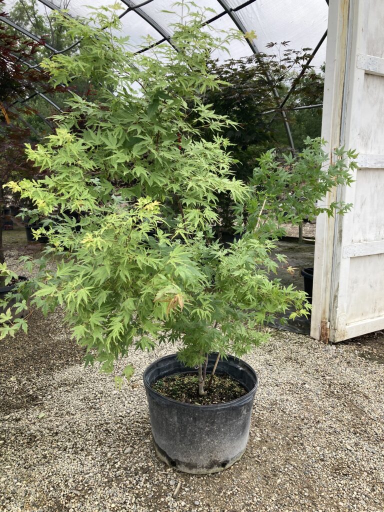 The Allure of Japanese Maple Trees