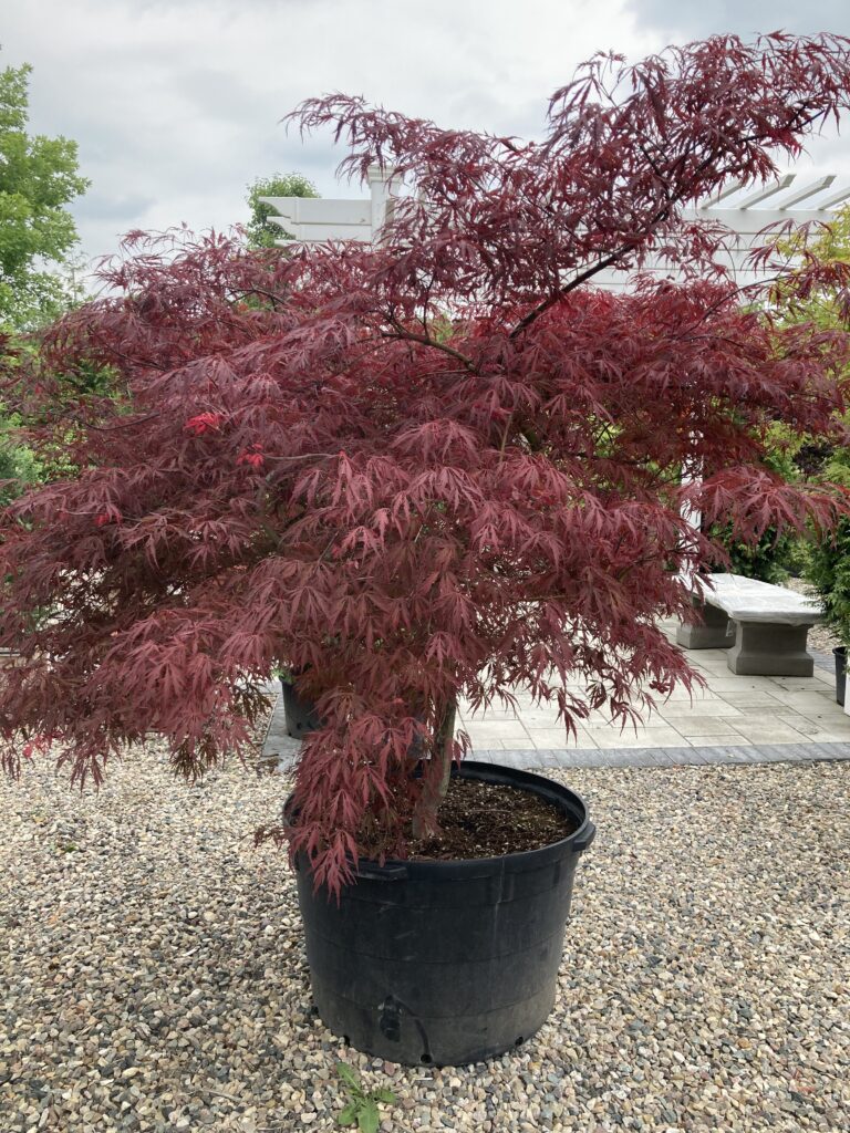 The Allure of Japanese Maple Trees