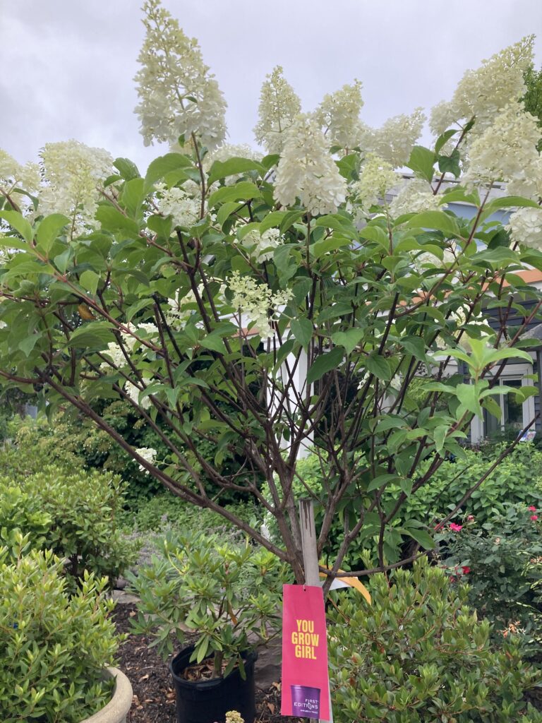 It's High Season for Hydrangeas - Knapp Valley