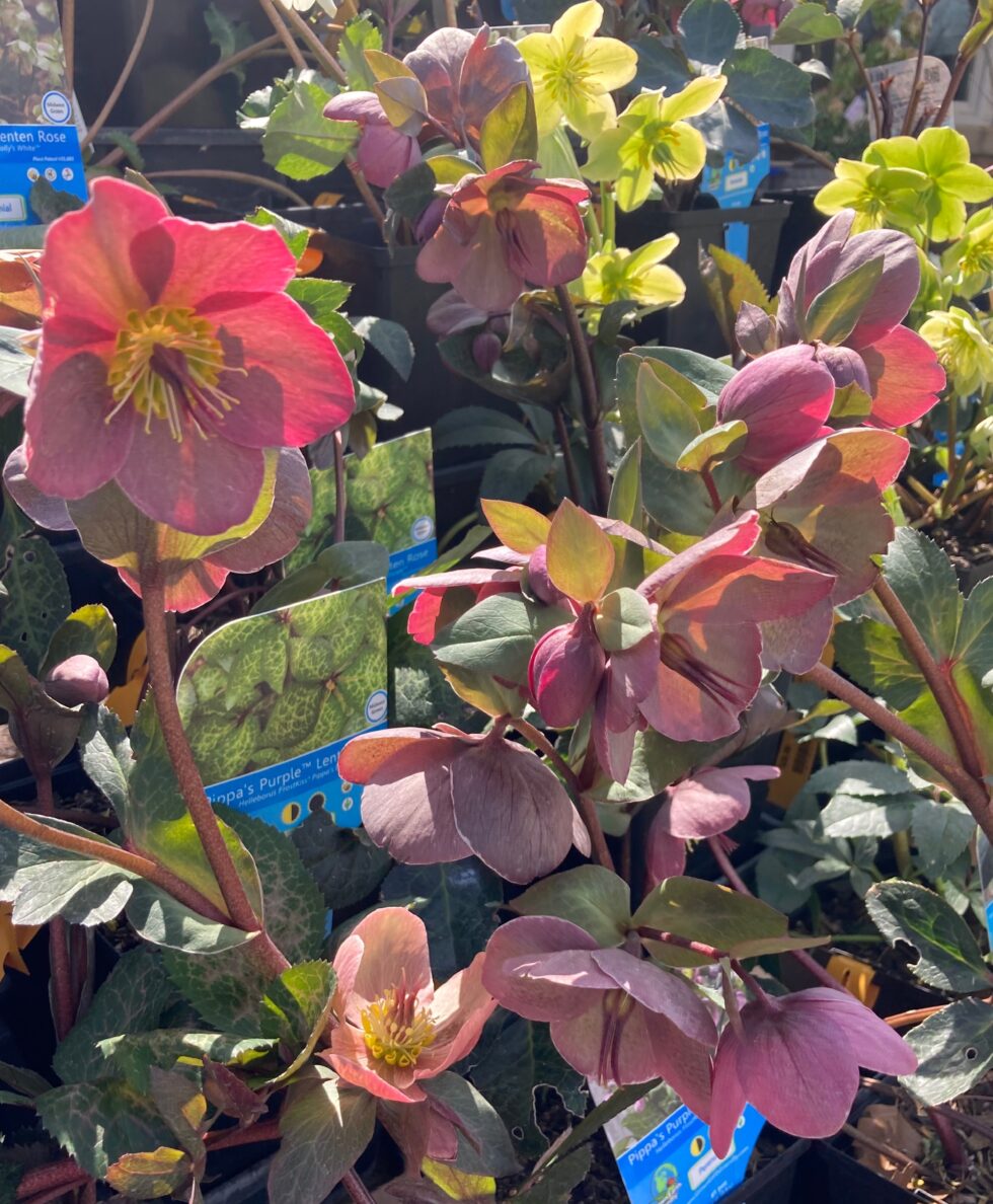 Plant of the Week: Lenten Roses - Knapp Valley