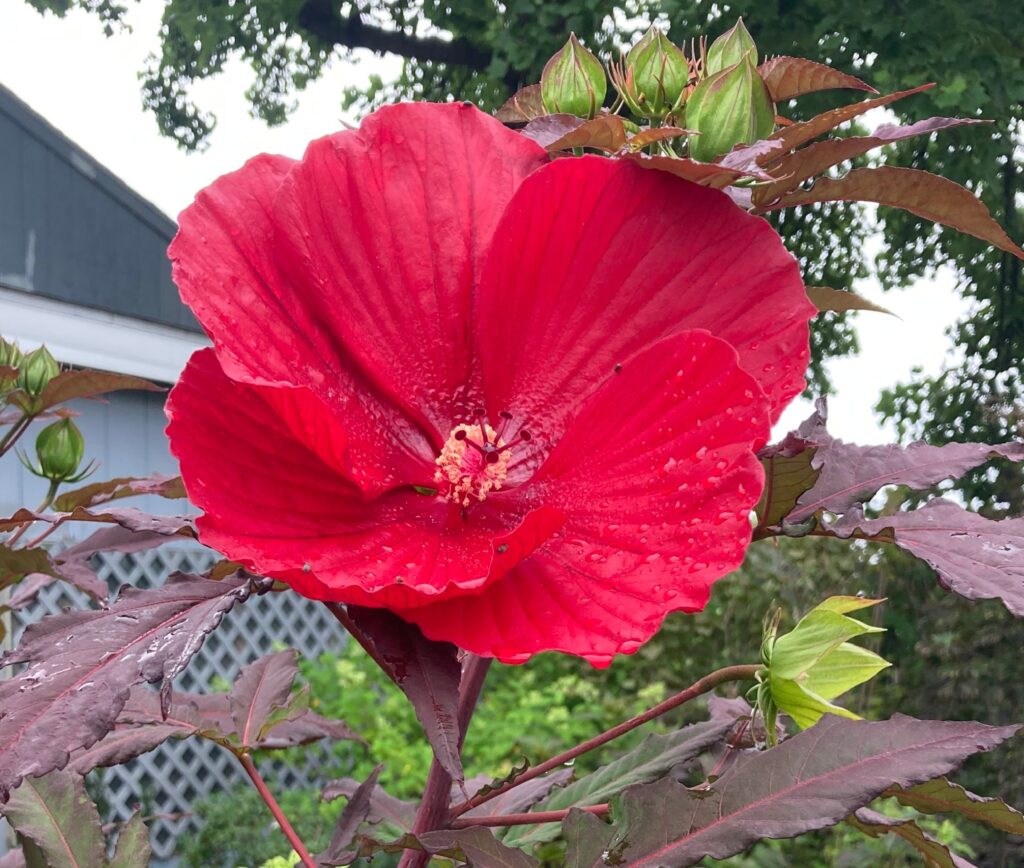 It’s Not Summer in West Michigan Until the Hibiscus Shows Up!